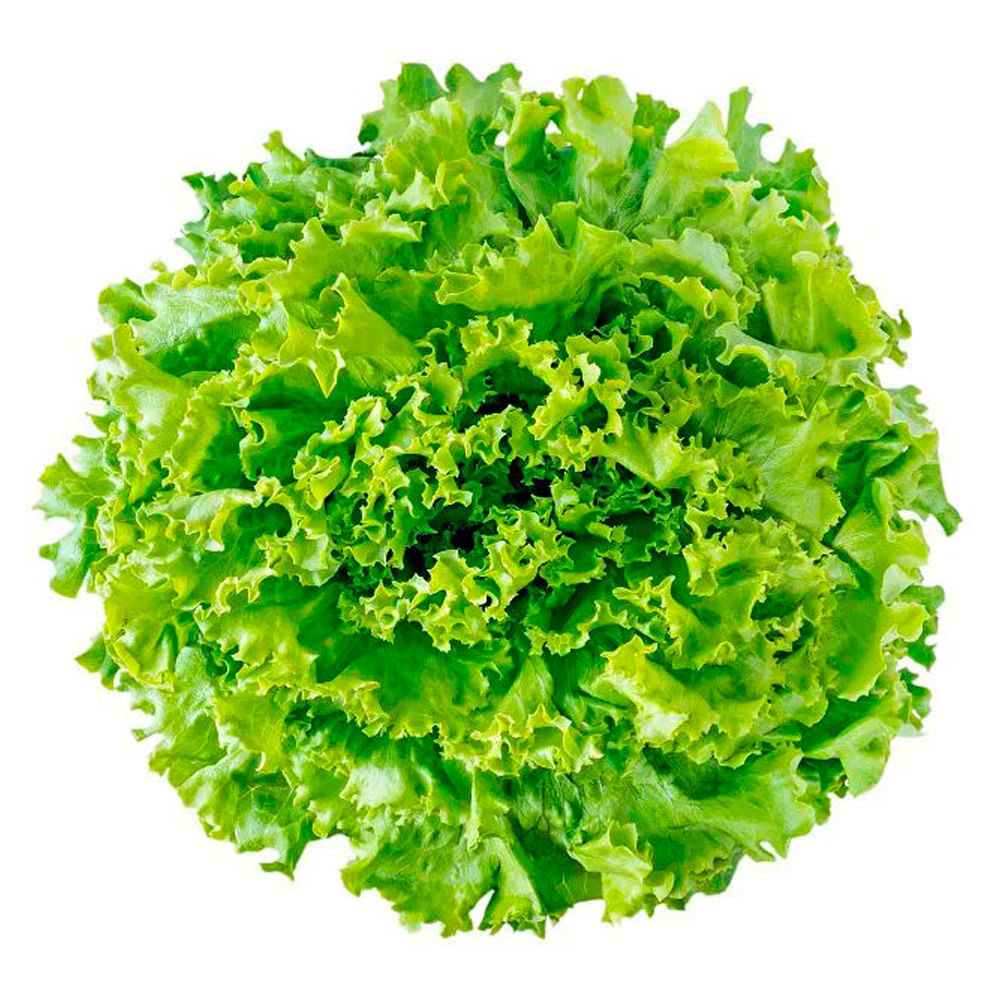 ALFACE CRESPA HIDROPONICO UNIDADE - redemix